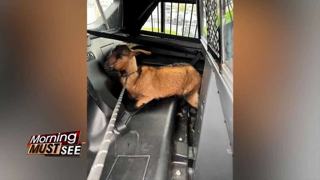 Ohio officers rescue goats from busy highway – WSVN 7News | Miami News ...