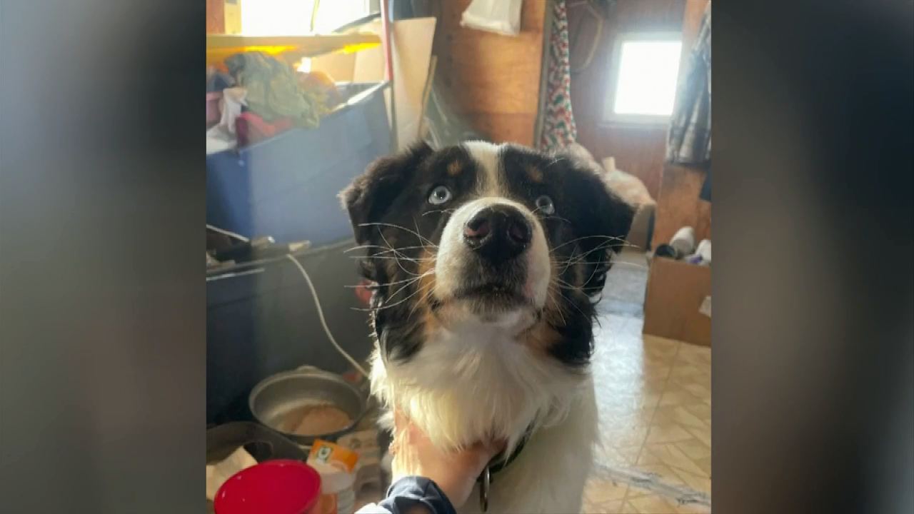Pet arrives home, dog-tired, after Alaskan sea-ice odyssey - WSVN 7News ...