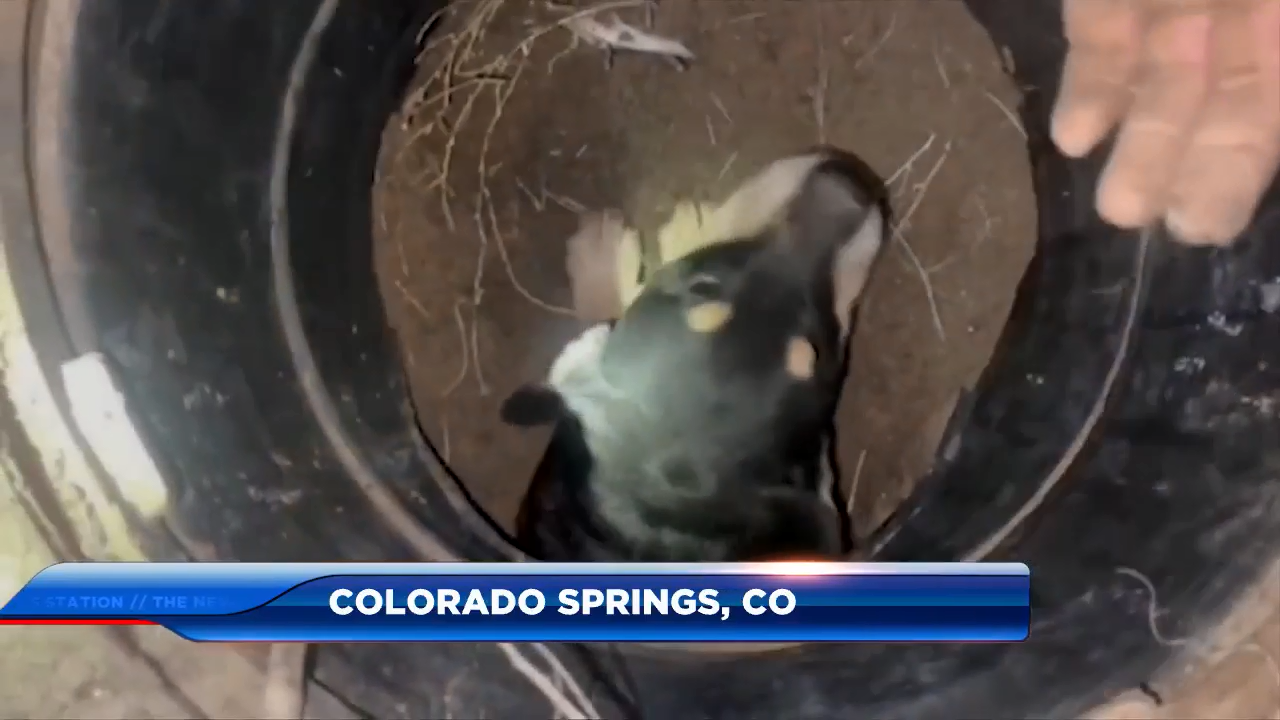 Firefighters rescue 4 dogs from storm drain in Colorado Springs - WSVN 7News | Miami News ...