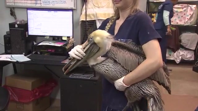 Injured pelican found stuck in sand recovering at Pelican Harbor ...