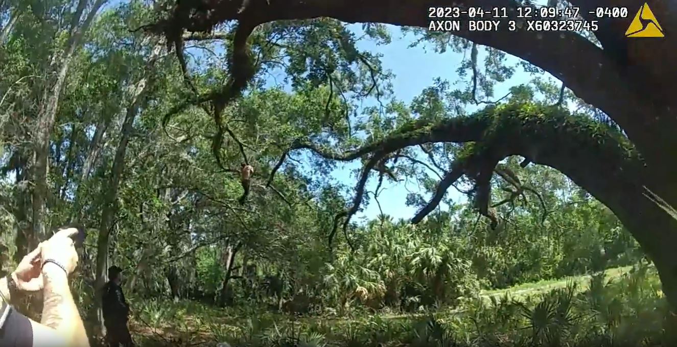 Shirtless Florida man hides in tree after car chase for approximately ...