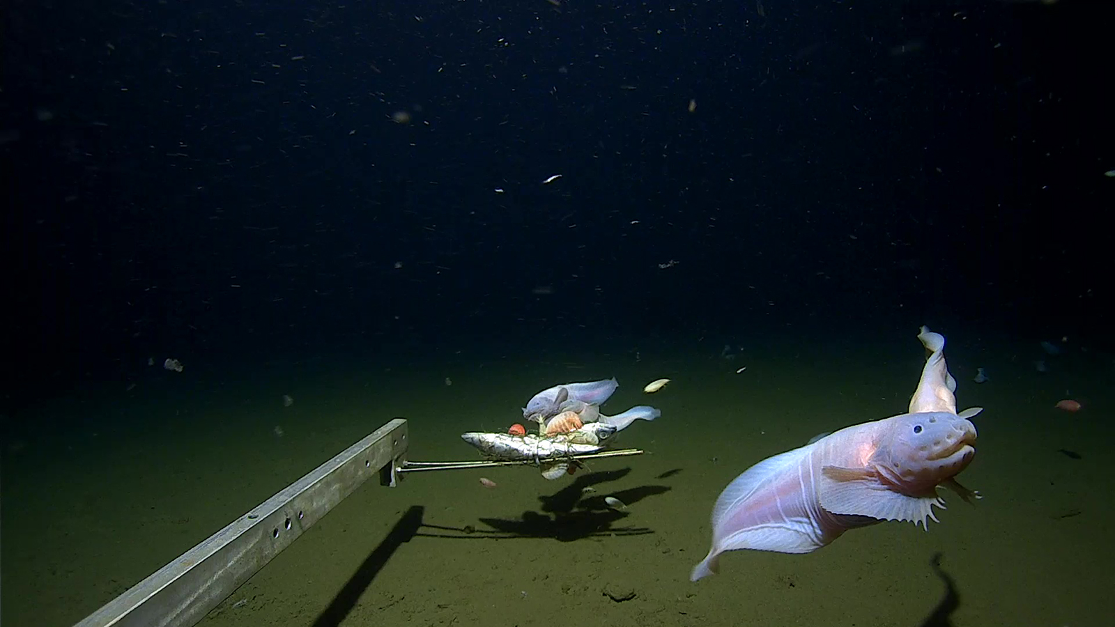 Scientists film deepest ever fish on seabed off Japan - WSVN 7News ...