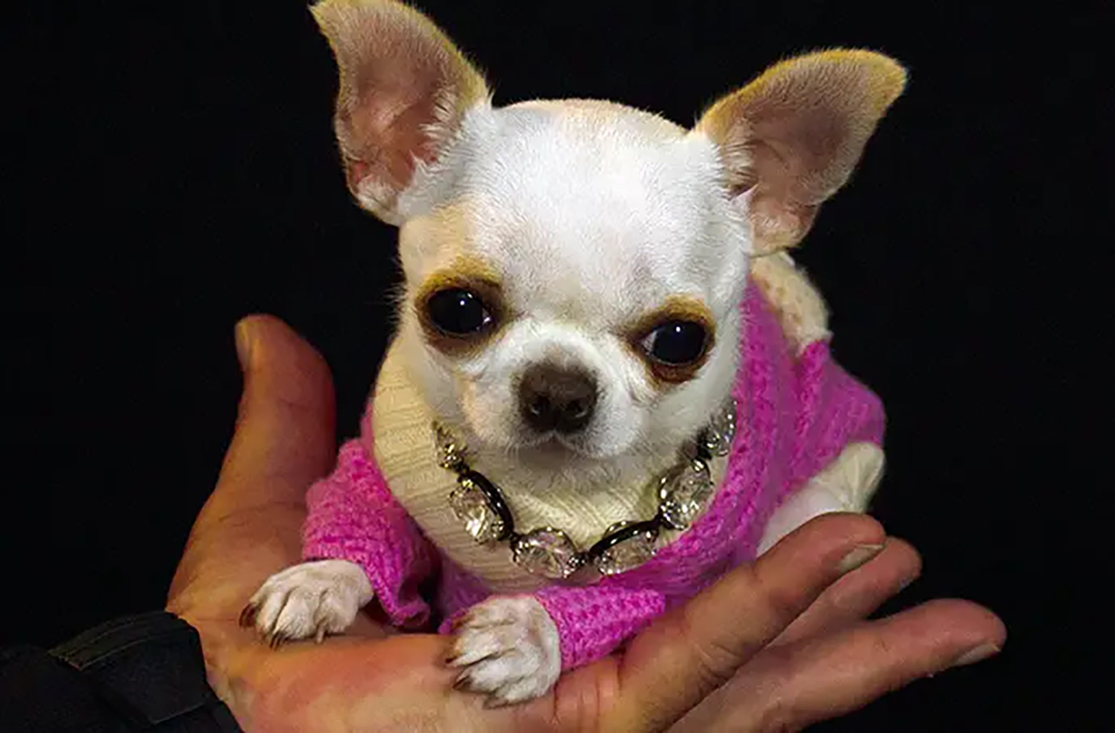 Meet pocket-sized Pearl, the world’s shortest dog - WSVN 7News | Miami ...