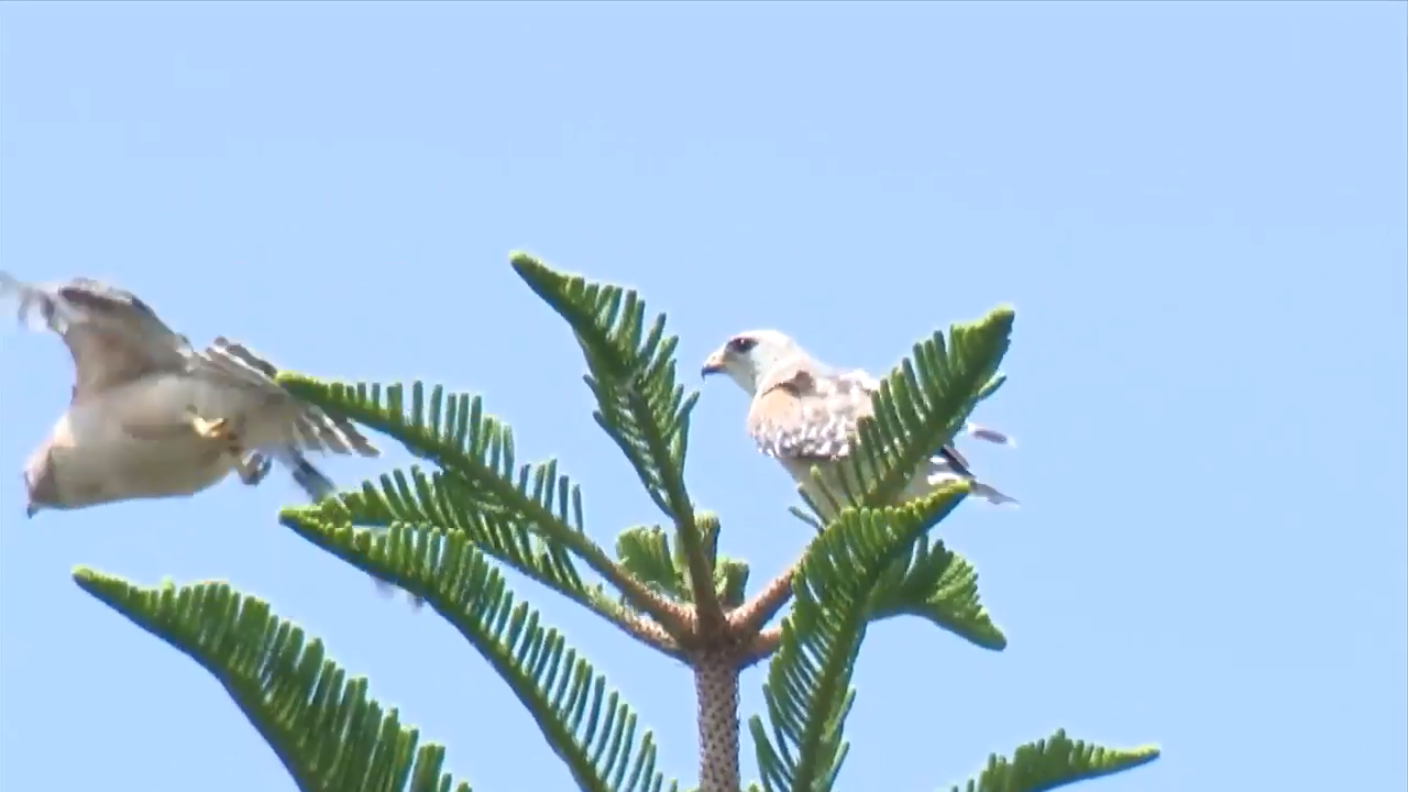 Orlando community on edge due to protective hawk - WSVN 7News | Miami ...