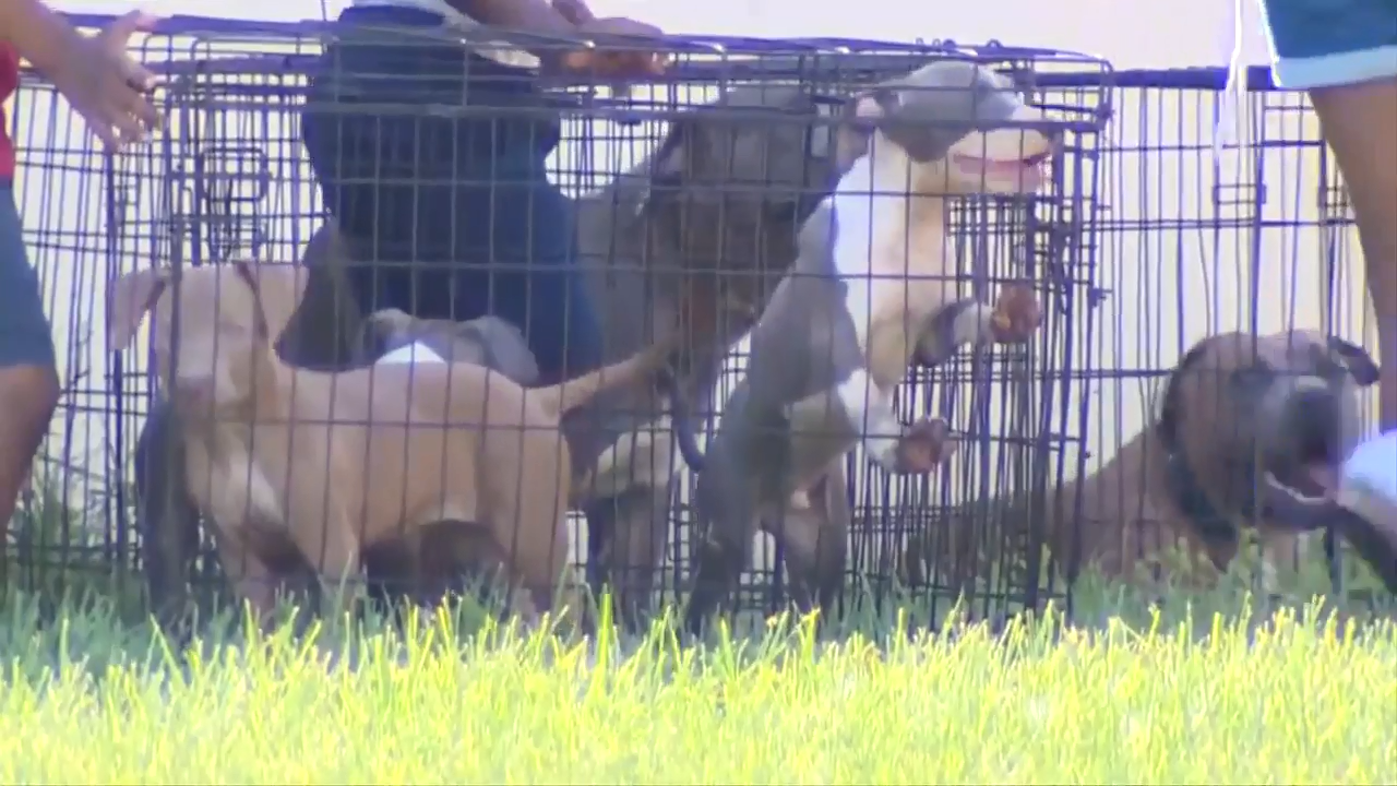 Firefighters rescue family and dogs from Broward home fire - WSVN 7News ...