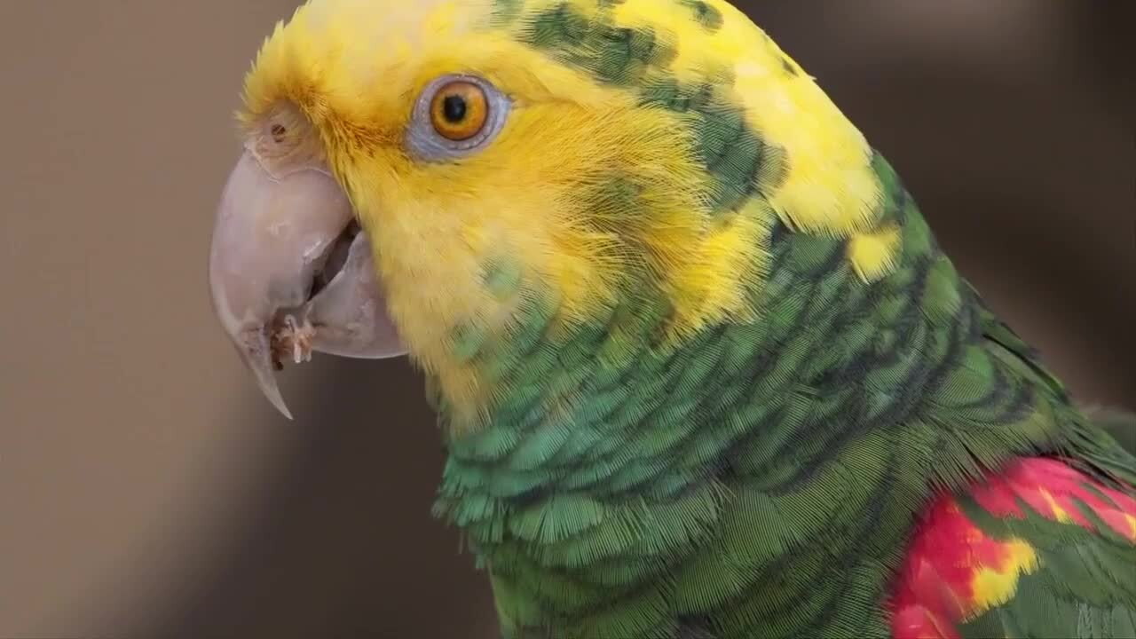 Indianapolis Zoo offers $1 million grant to save endangered species ...