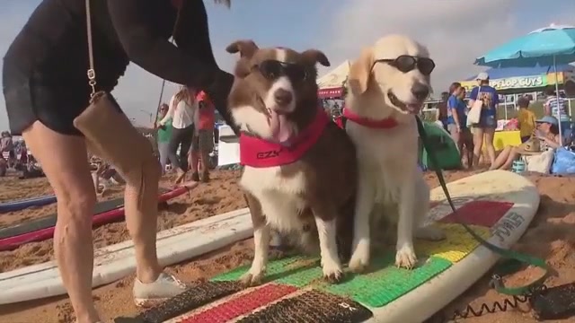 Paw-some pooches show off surfboard skills at Hang 8 competition on ...