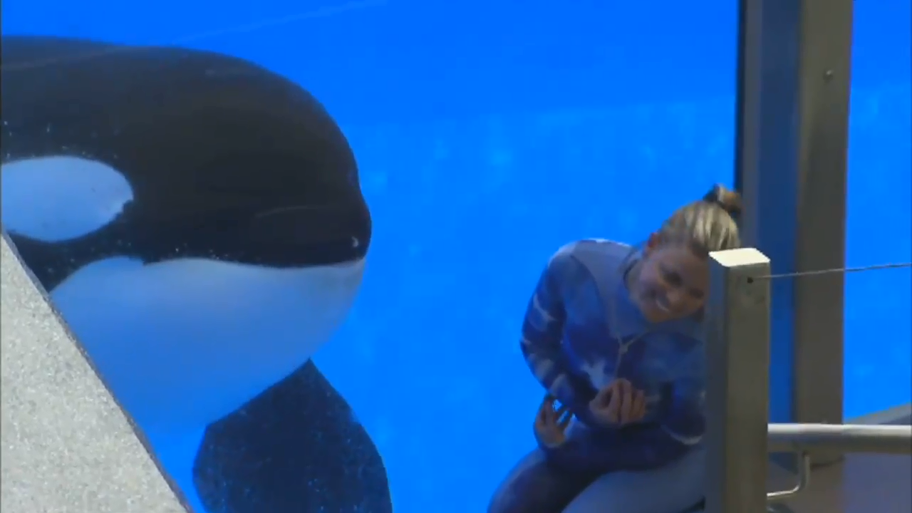 SeaWorld set to host hiring event in June - WSVN 7News | Miami News ...
