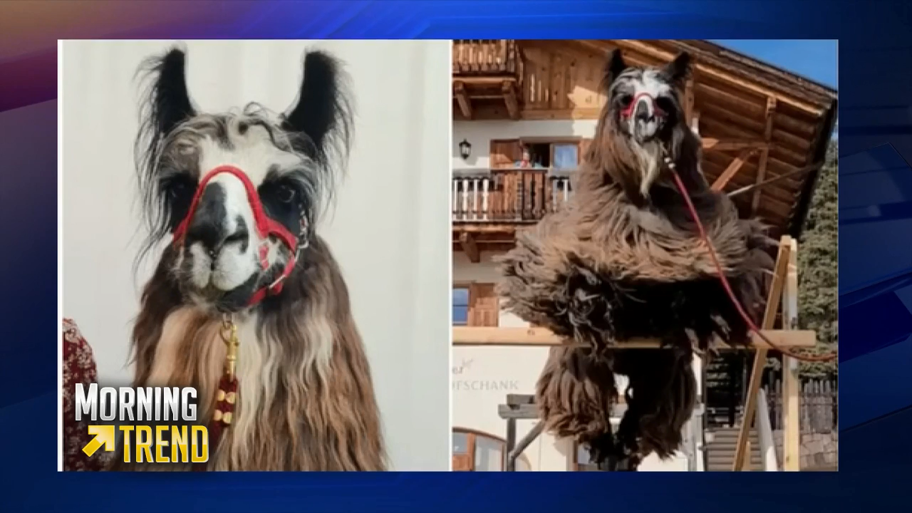 Leaping llama sets new world record for highest jump made by its kind ... Leaping llama sets new world record for highest jump made by its kind ...