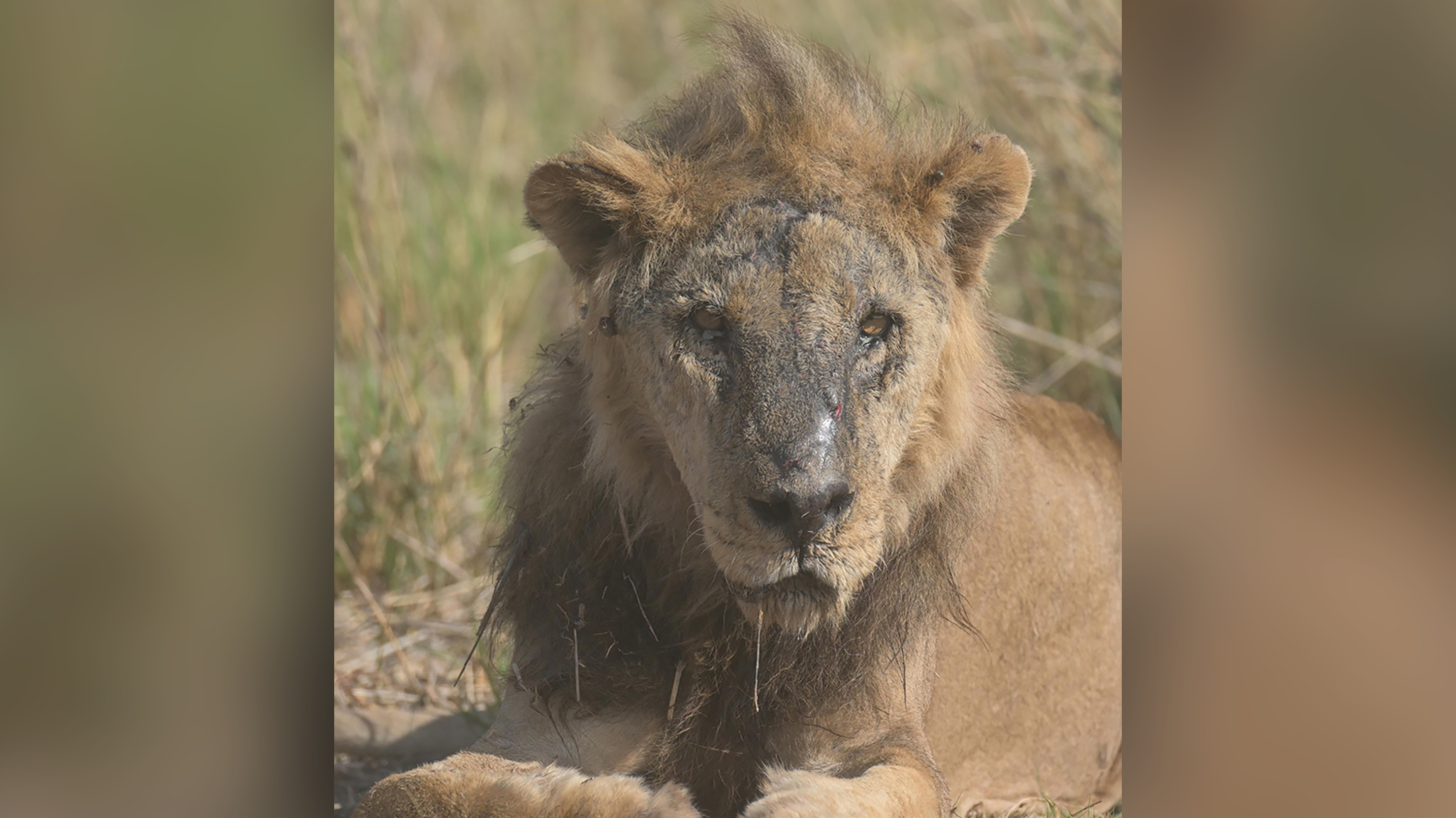One of Africa’s oldest lions killed in Kenya, conservationists say ...
