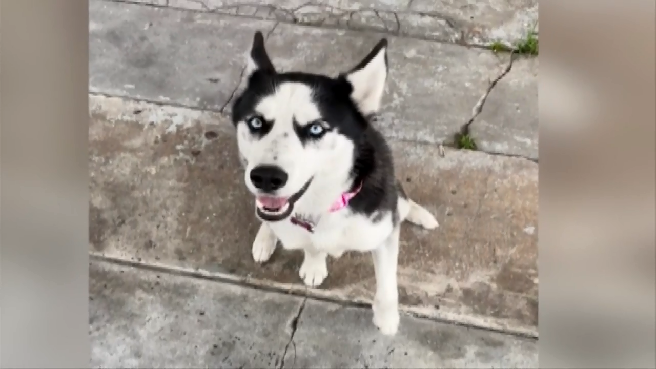 Florida dog back home after located through microchip at animal shelter ...