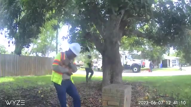 Mango Madness: thieving employees caught red-handed at Pompano Beach ...