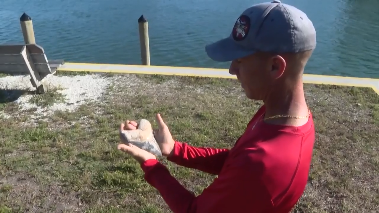 ‘Mind blown’: Boat captain finds fossilized megalodon tooth in Gulf of ...