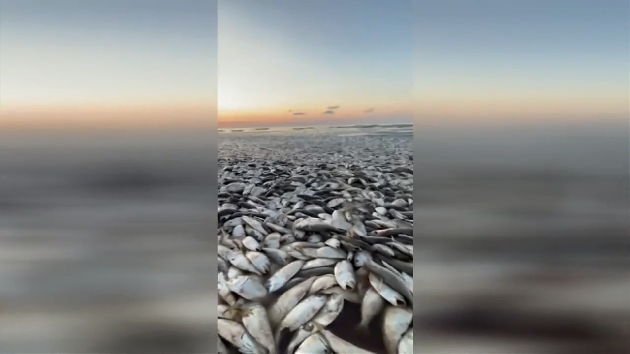 Thousands of dead fish wash ashore on Bryan Beach in Freeport, experts say it’s due to temps ...