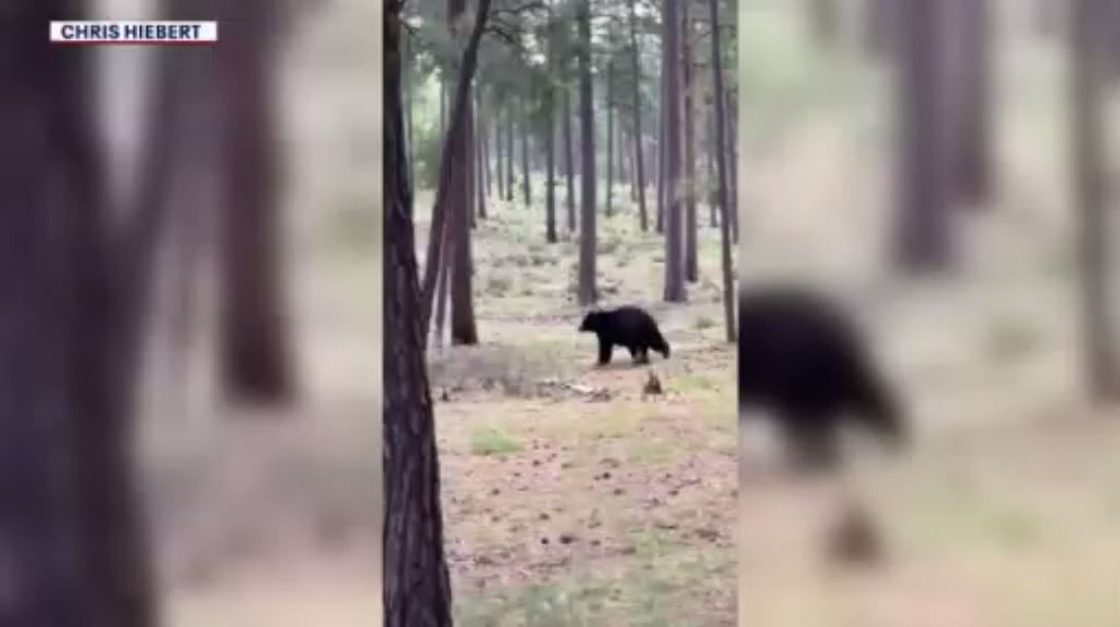 Arizona man mauled to death by black bear in rare unprovoked attack ...
