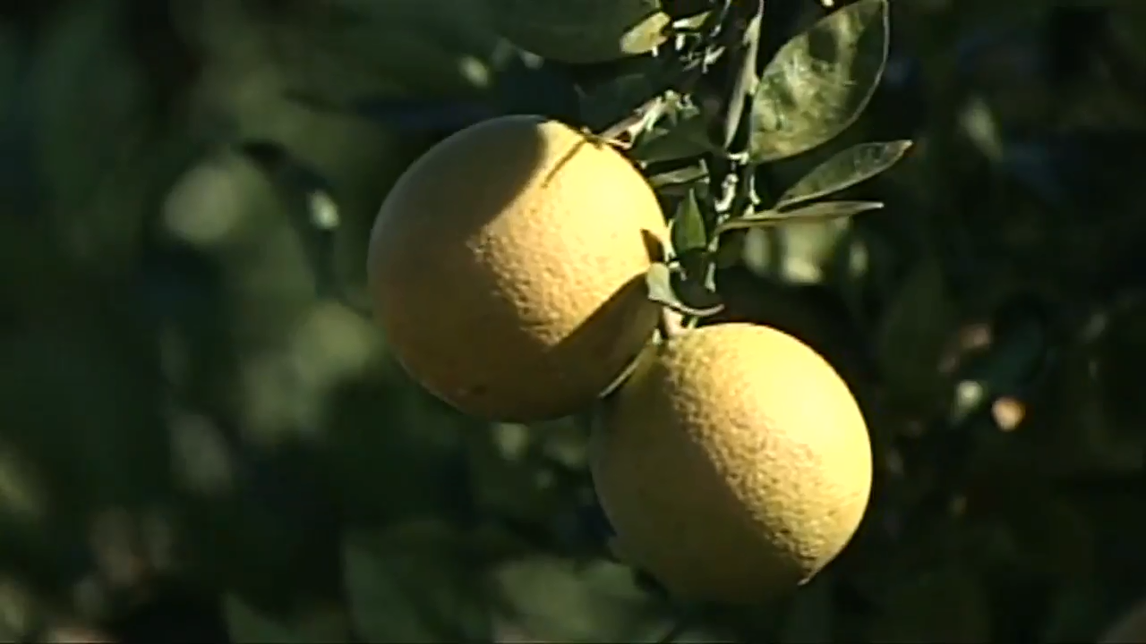 Florida’s smallest citrus crop in a century may put a squeeze on ...