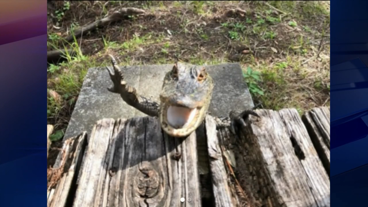 Picture of baby gator appearing to smile and wave near Daytona Beach ...