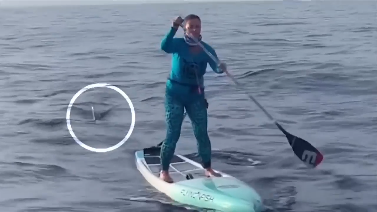 Paddleboarder who encountered hammerhead shark en route to Lake Worth ...