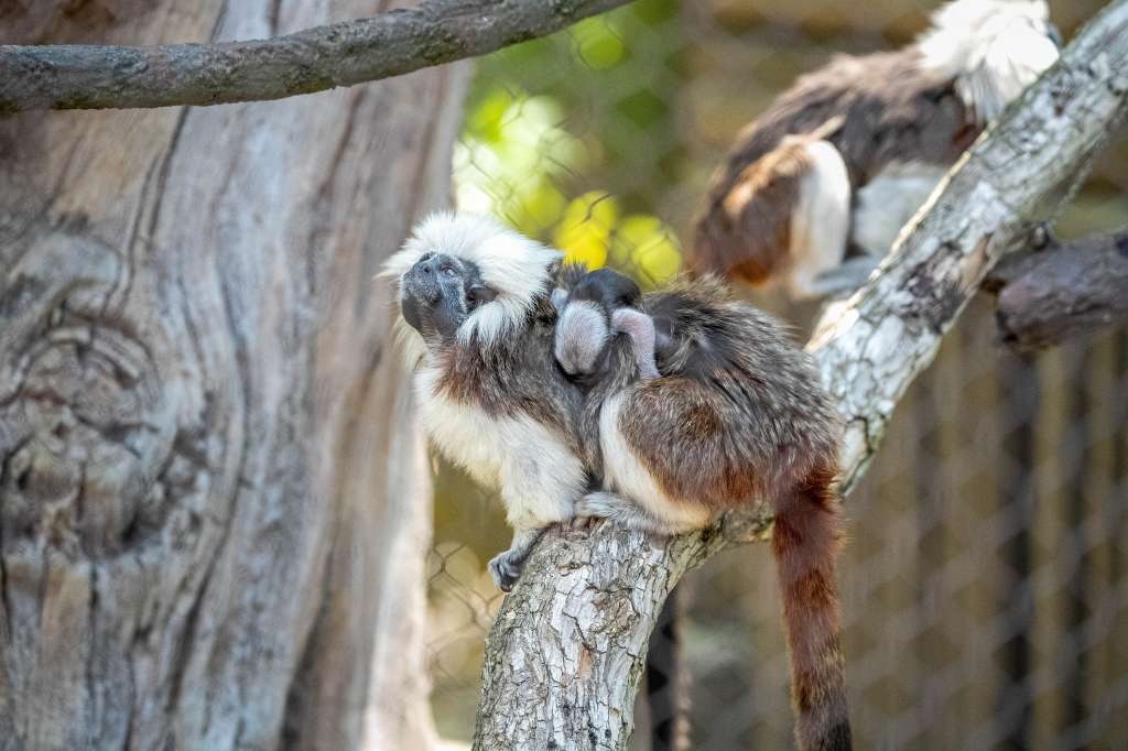 Endangered twin cotton-top tamarin monkeys born at Walt Disney World’s Animal Kingdom - WSVN ...