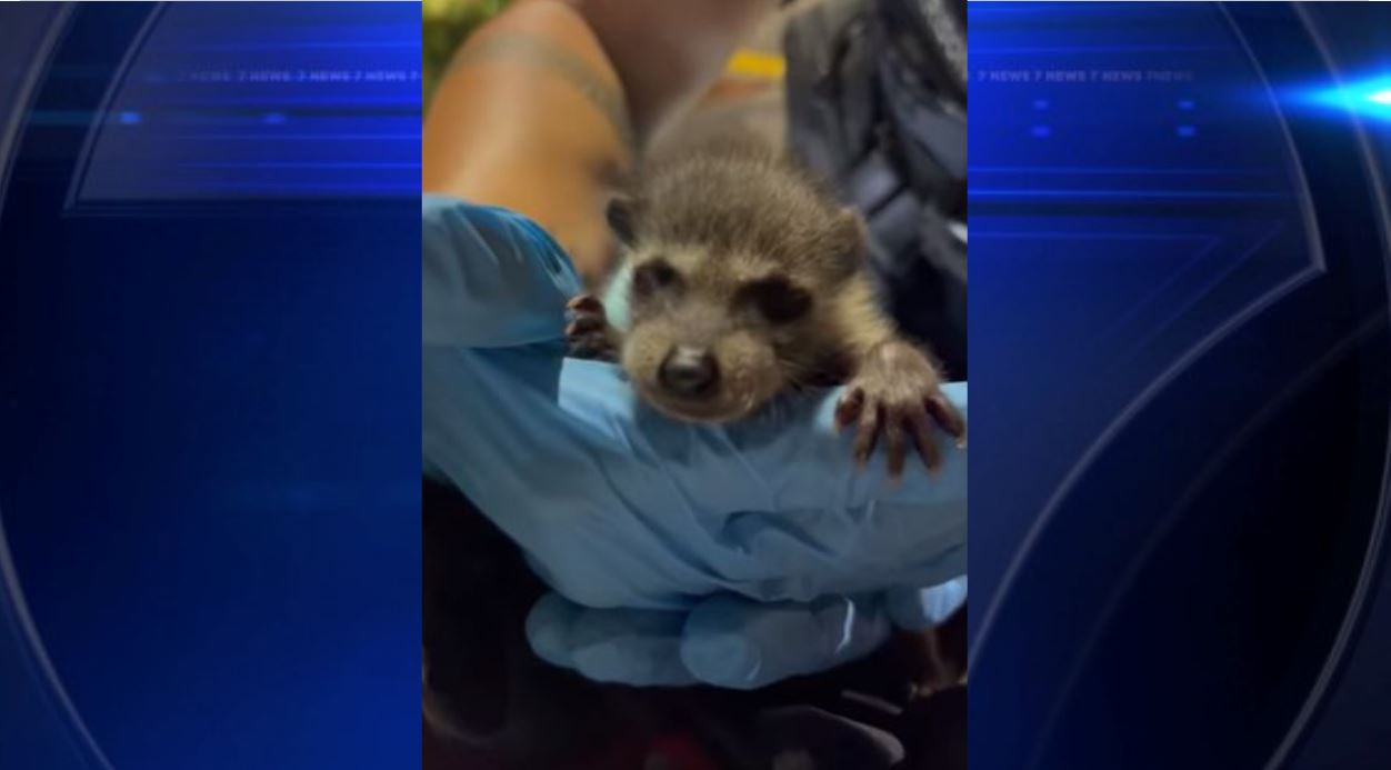 Florida woman arrested on drug charges found with raccoon in backpack ...