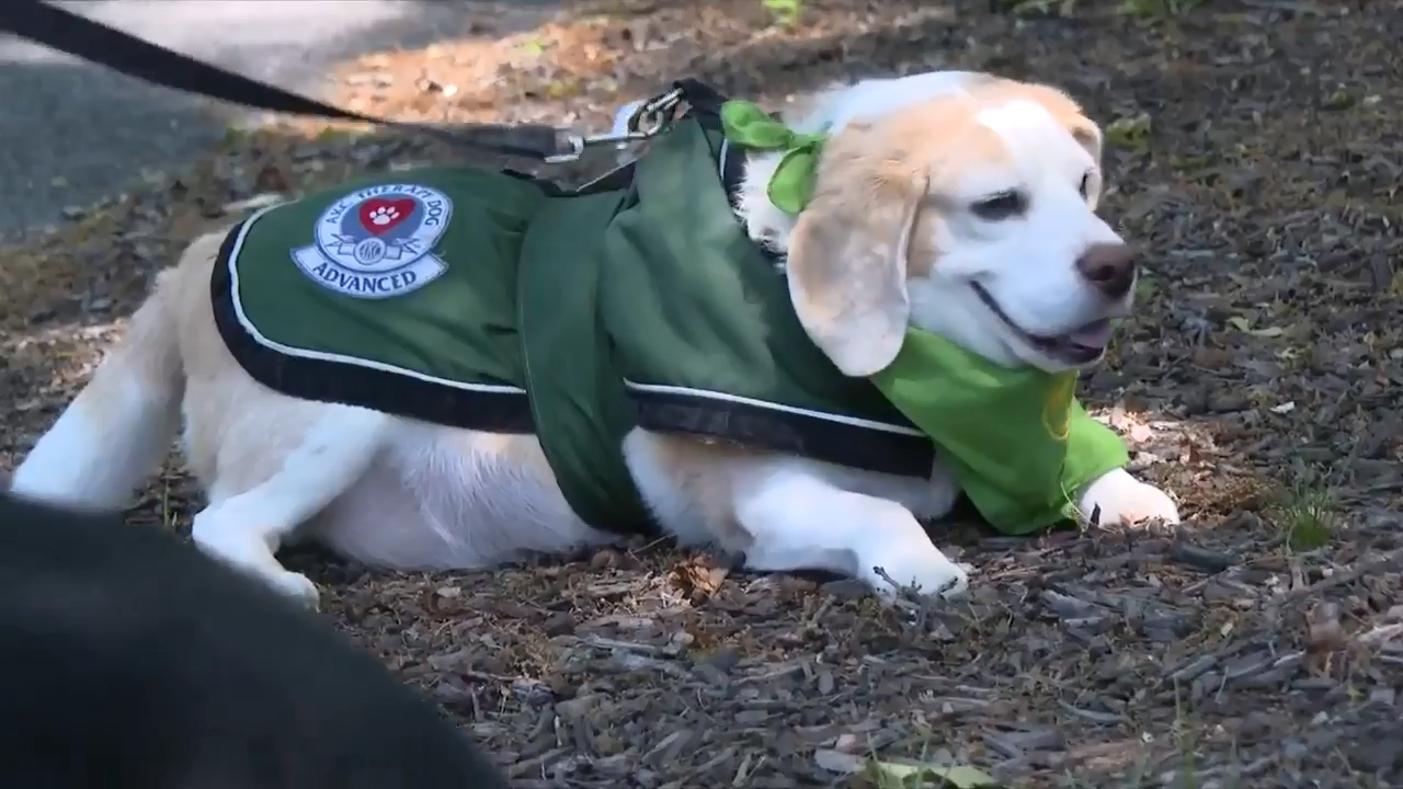 Rhode Island beagle found safe after getting lost in woods - WSVN 7News ...