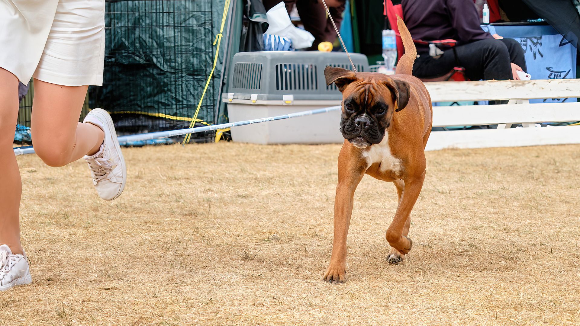 5 dogs die in RV fire before Florida dog show, official say - WSVN ...