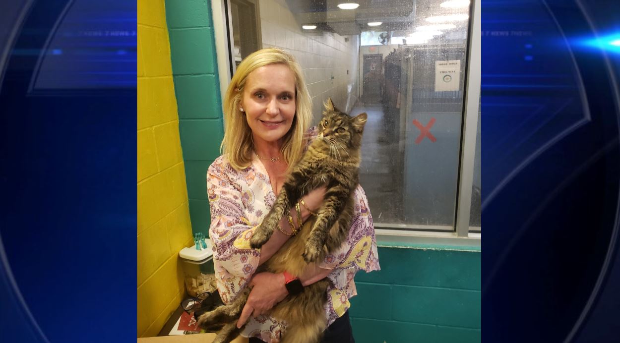 Florida cat reunited with family after 11 years - WSVN 7News | Miami ...