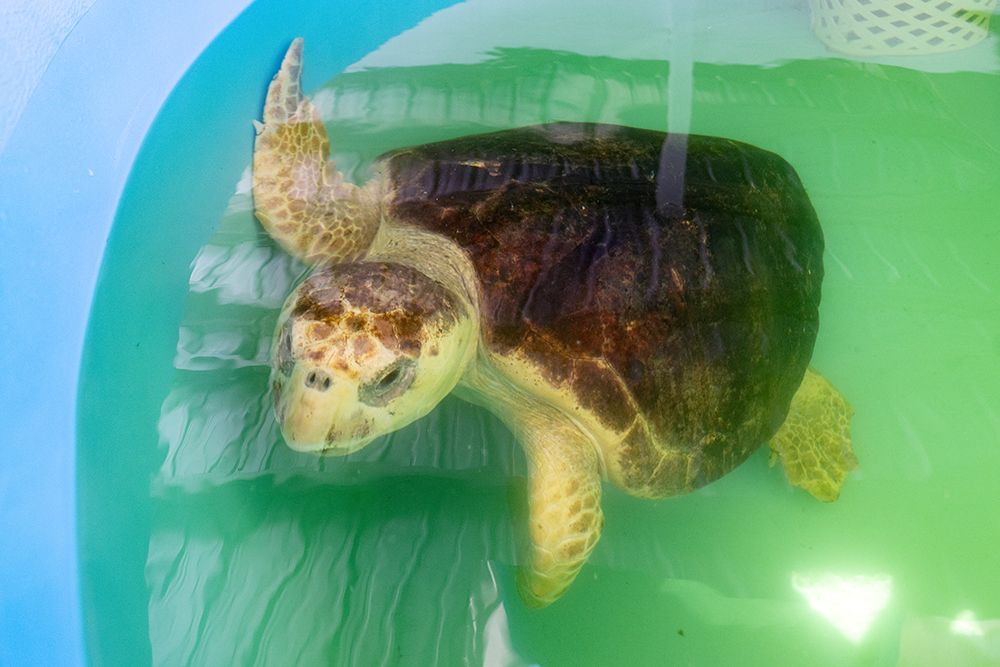 Zoo Miami’s Animal Health Team successfully releases 2 rehabilitated ...