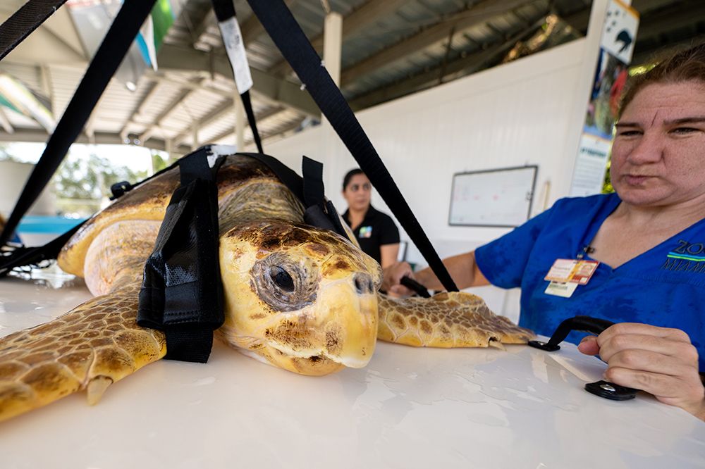 Zoo Miami’s Animal Health Team successfully releases 2 rehabilitated ...