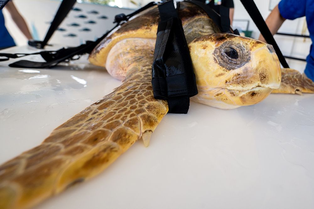 Zoo Miami’s Animal Health Team successfully releases 2 rehabilitated ...