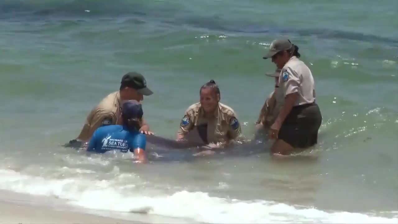Beached dolphin dies near Mizell-Johnson State Beach Park in Hollywood ...