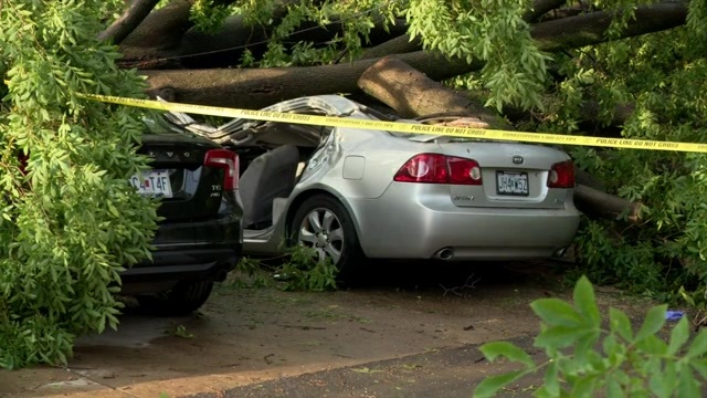 Woman dies after tree falls on her car during Saturday’s severe weather ...