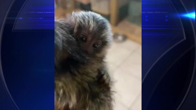 Where’s Pepe? Video shows woman snatching marmoset monkey from SW Miami ...
