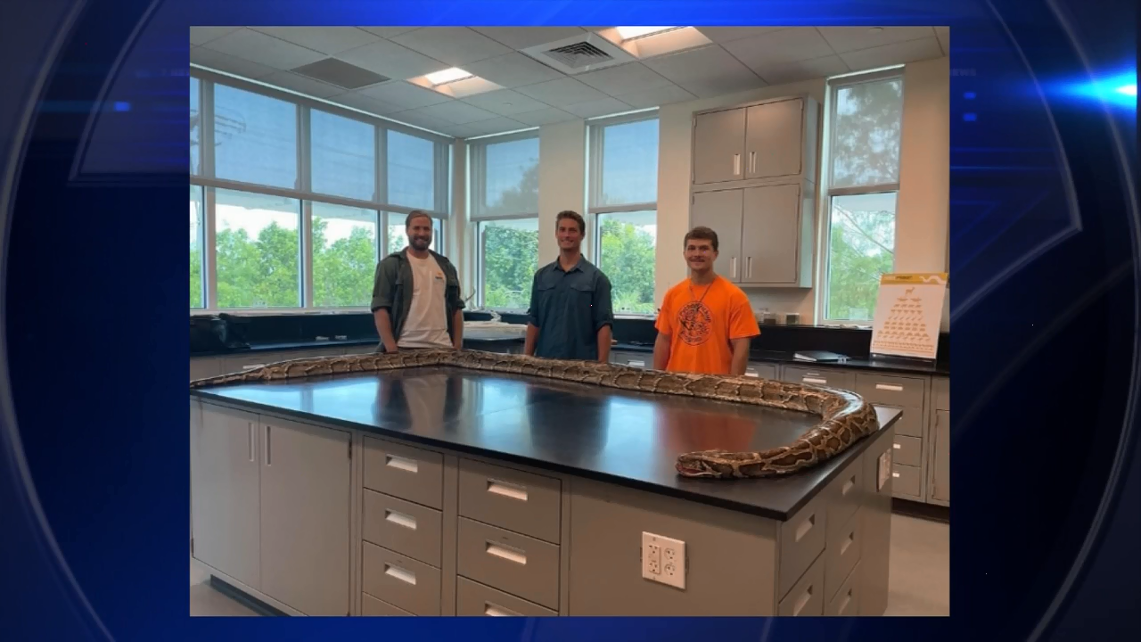 Group Of Friends Shatter State Record By Capturing Floridas Longest Python Wsvn 7news Miami