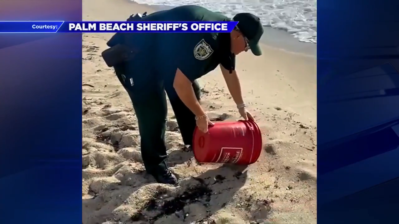 PBSO deputies rescue and release turtle hatchlings found near South ...