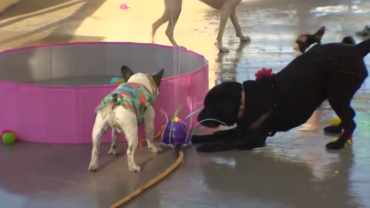 Mingle with your pup at InterContinental Miami’s weekly Paws Patio ...