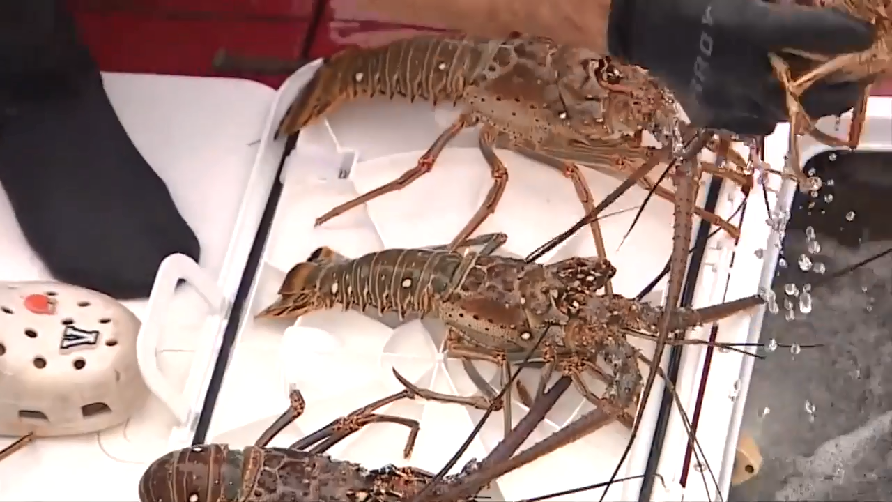 Boaters enjoy nice catches on Key Biscayne coast despite rainy weather during Lobster Sport mini ...