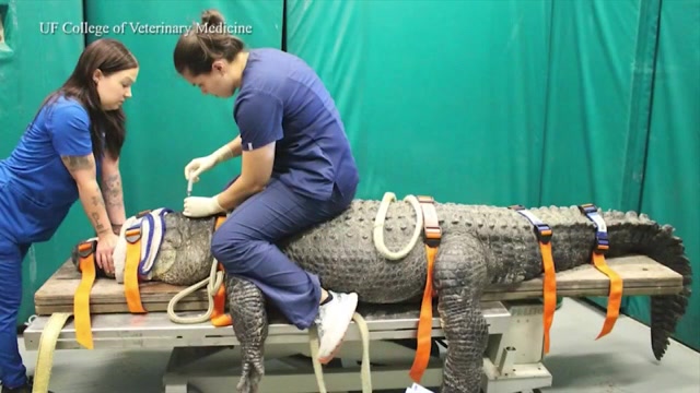 Brooke, 376-pound gator, recovering after checkup at UF, ear infection ...