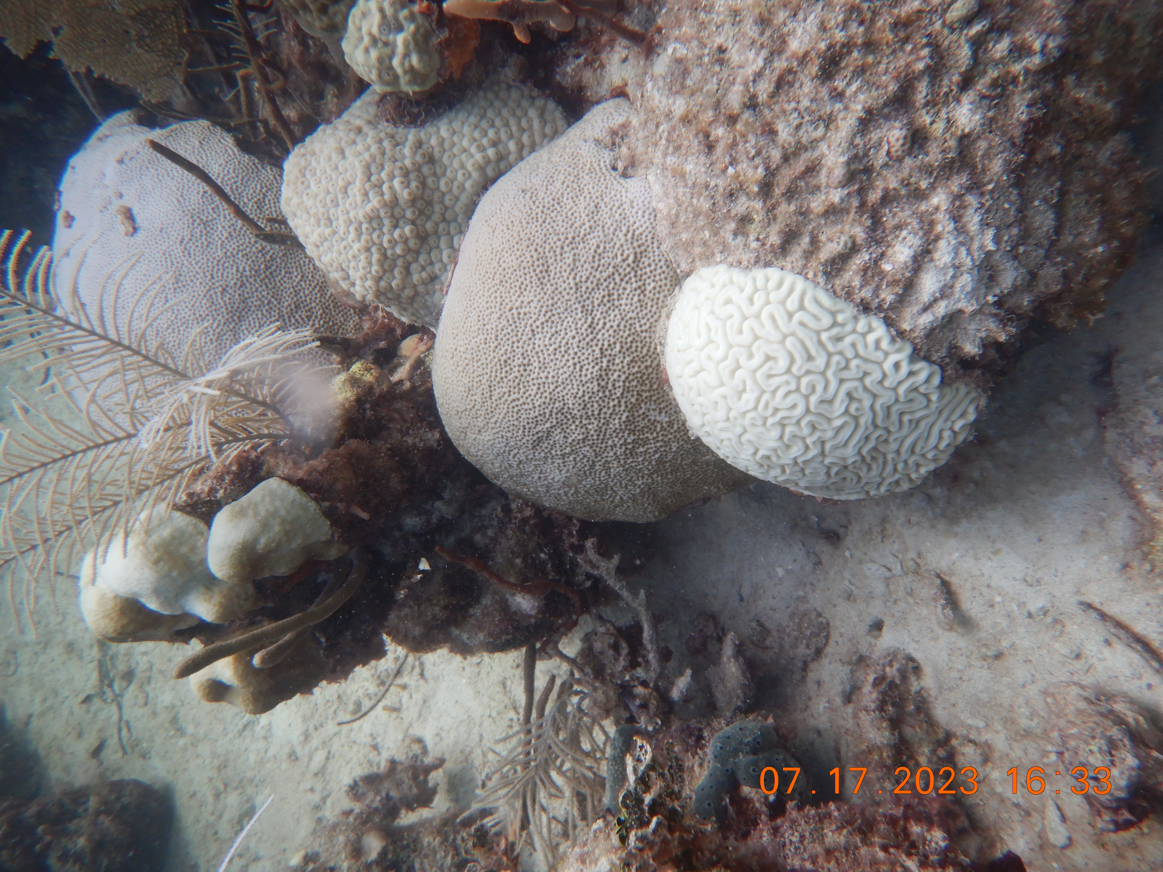 Scientists: Florida Keys coral reefs are already bleaching as water ...