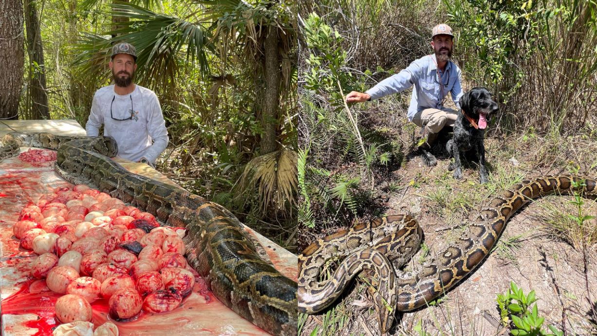 16 Foot Python Pregnant With Over 60 Eggs Removed From Everglades Wsvn 7news Miami News