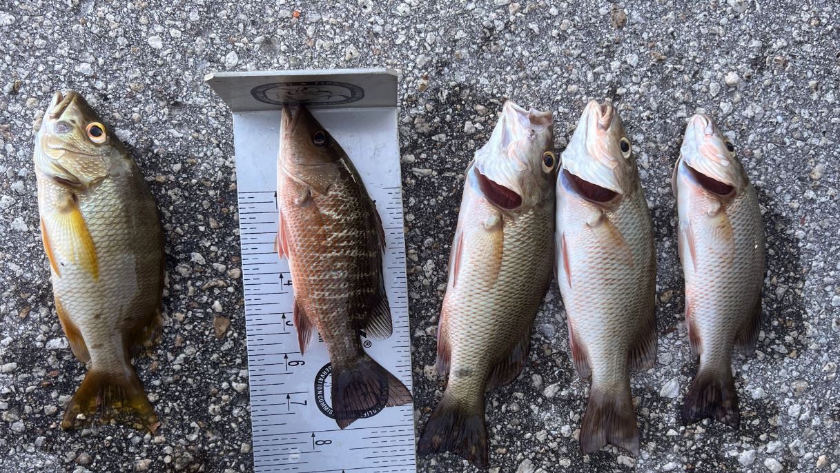 2 Miami men citied for possession of undersized fish Florida Keys ...