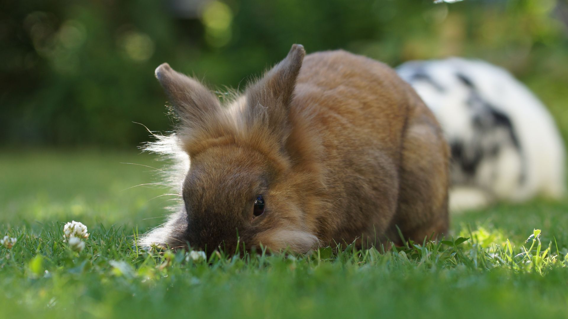 Groups working to round up domesticated rabbits that have been running ...