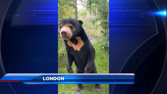 Chinese zoo denies its sun bears are people in costume - WSVN 7News ... Chinese zoo denies its sun bears are people in costume - WSVN 7News ...