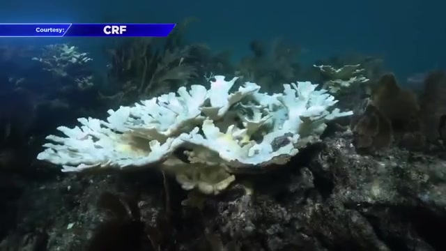 Researchers race against time to save South Florida’s coral reefs amid ...