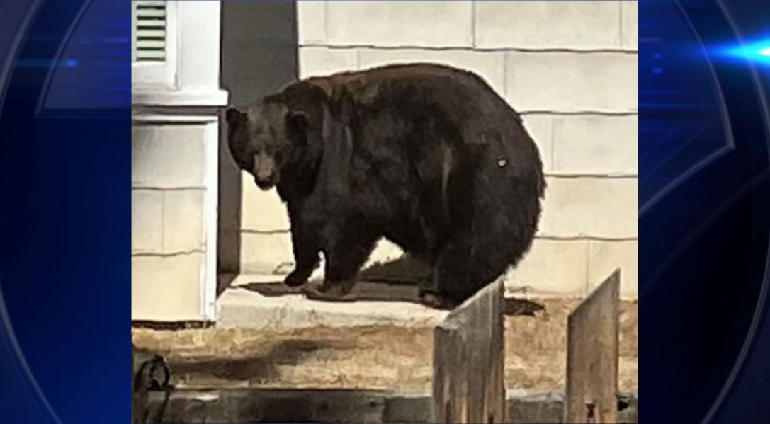 California bear ‘Hank the Tank’ captured in Lake Tahoe and will be ...