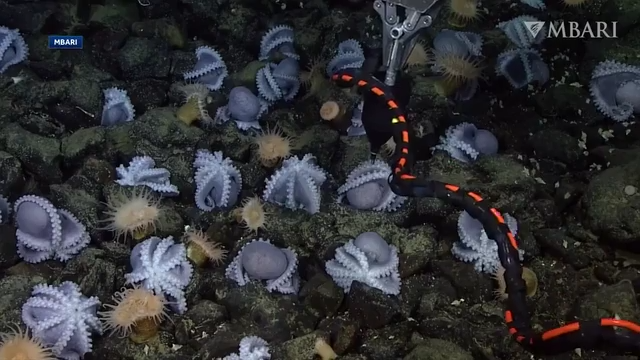 Octopus Eggs Hatching