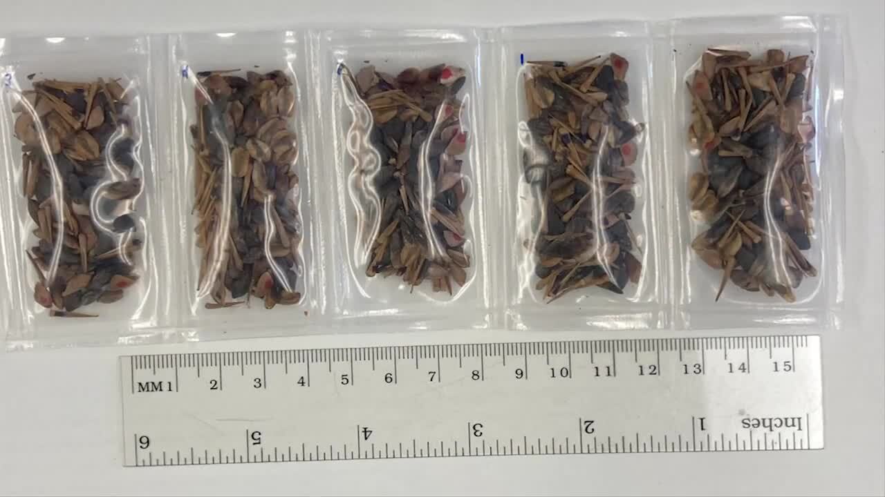 NASA offers seedlings from Artemis I Mission for educational ...