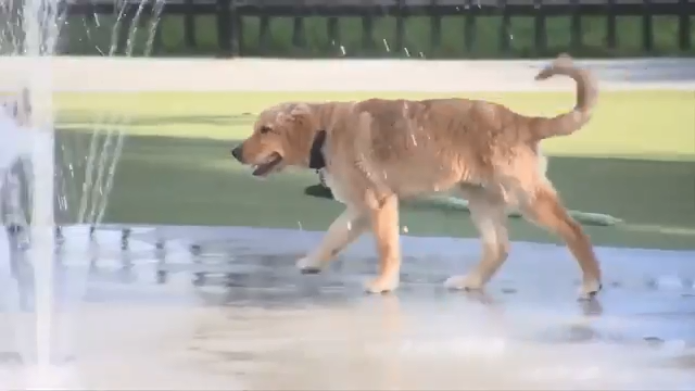 Study reveals dogs respond to ‘sing-songy’ speech, prefer women’s ...