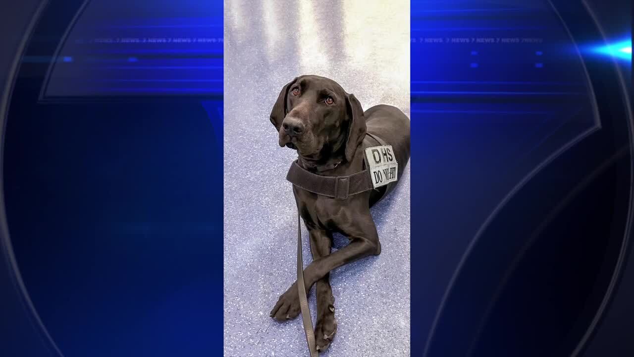 TSA crowns 3-year-old German Shorthair Pointer as cutest canine of 2023 ...