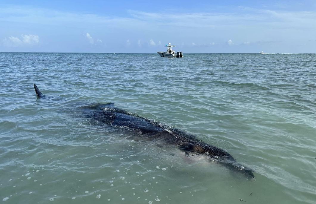 Rare deep-water beaked whale found dead in Florida Keys - WSVN 7News ...
